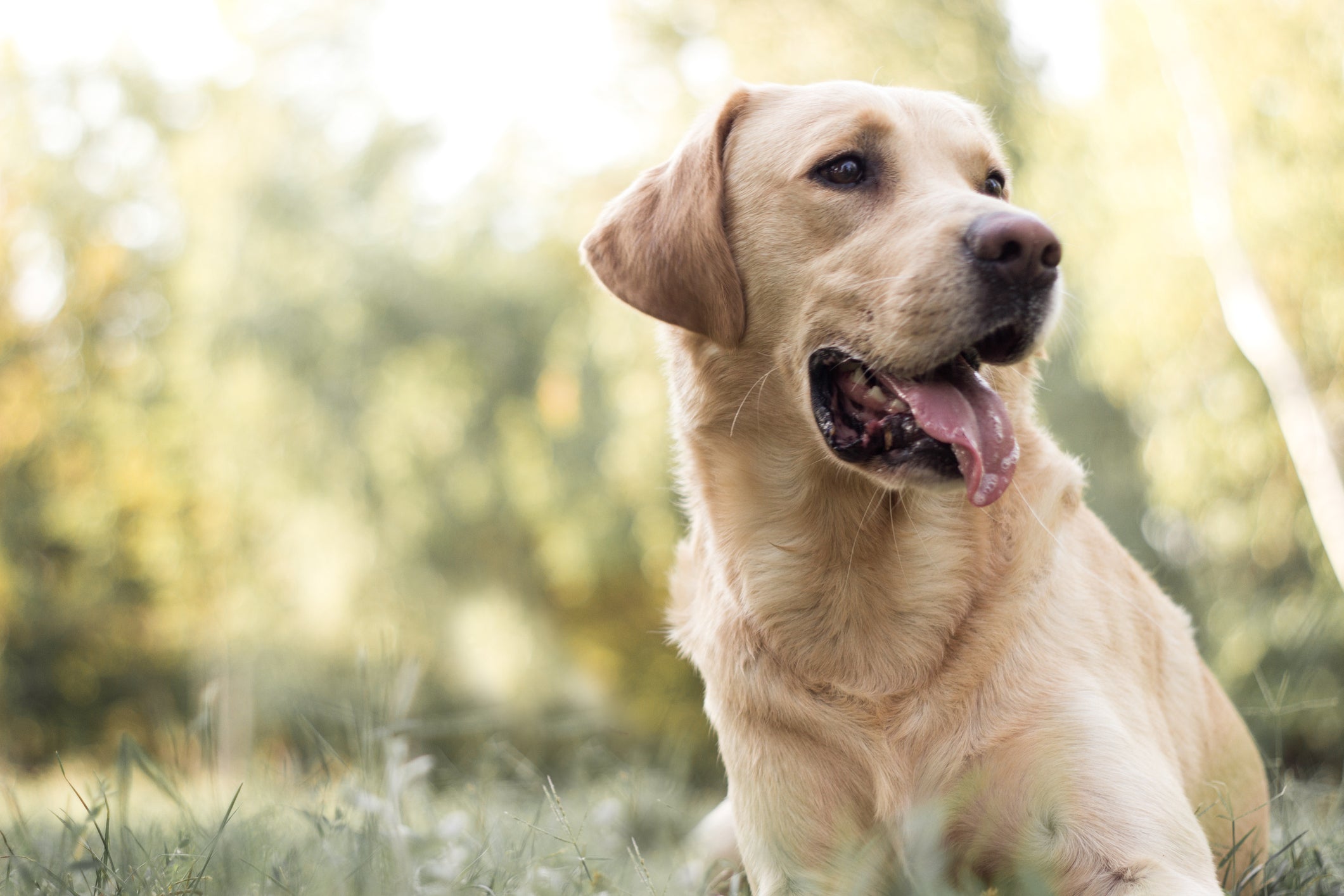 Labrador Retriever El perro familiar perfecto
