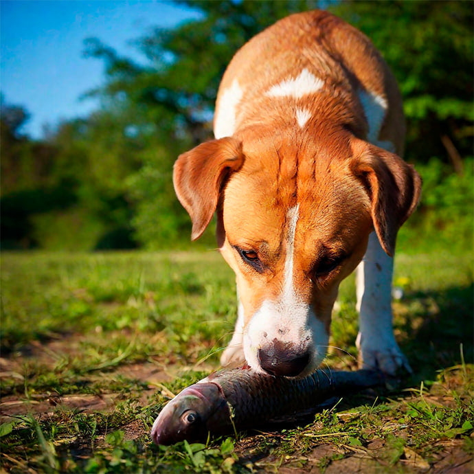 ¿Qué es el alimento de salmón para perros?